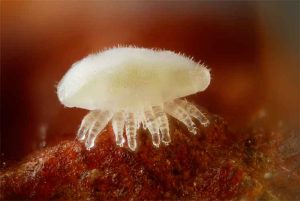 Cómo Controlar el Varroa: 5 Métodos que Debes Conocer