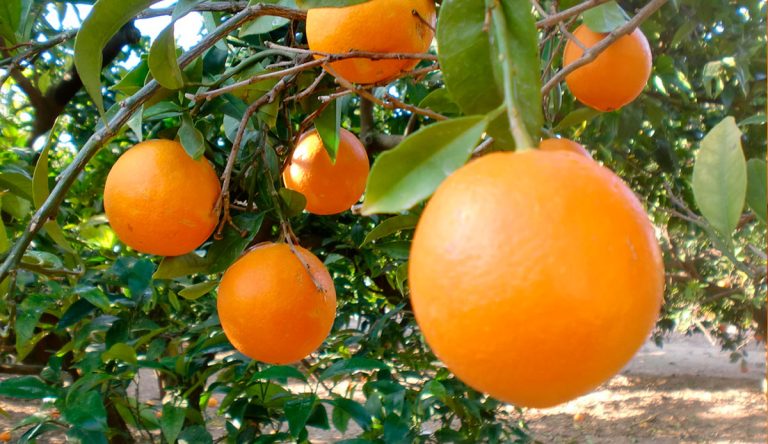 Las Mejores Variedades De Naranjas Para Tu Paladar